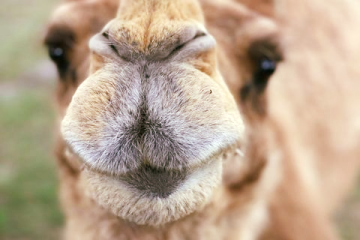 Camel-Back Safari Tour in Lakeland, FL | Safari Wilderness