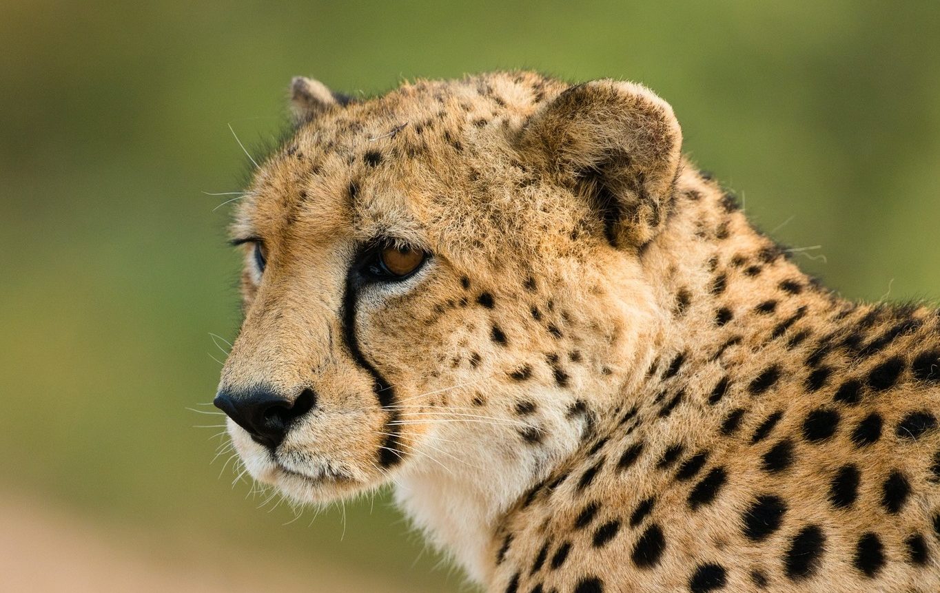Wild Cheetah Encounter in Lakeland, FL | Safari Wilderness